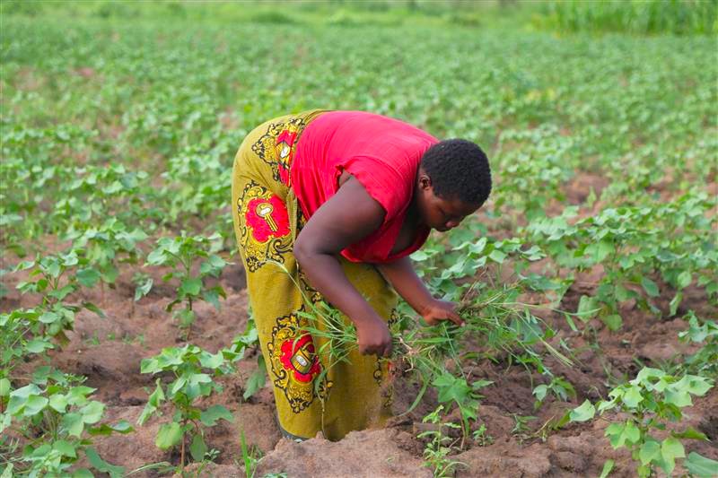 HOW COTTON FARMING IS EMPOWERING WOMEN IN MALAWI - WeEffect Global