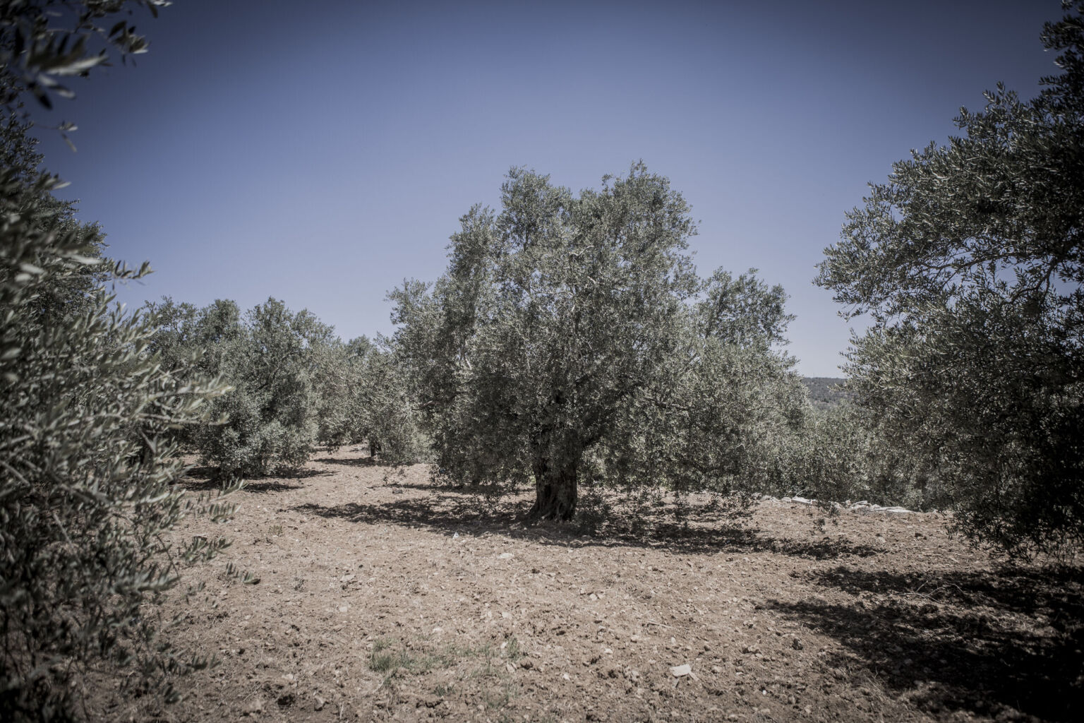 Palestinian Olive Trees: Where Hope Takes Root - WeEffect Global