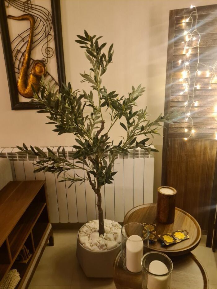 Palestinian Olive Trees: Where Hope Takes Root - WeEffect Global